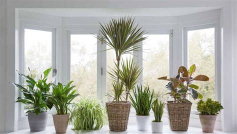 Plantas Purificadoras De Aire Descubre Cu Les Son Y M S