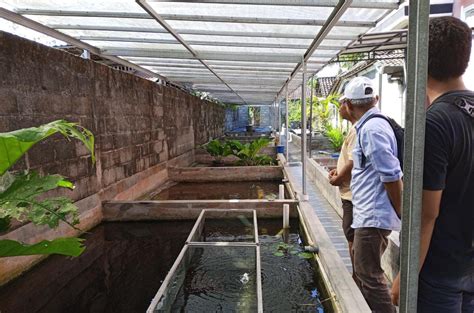 Budidaya Ikan Air Tawar Menyelami Peluang Bisnis Dan Konservasi
