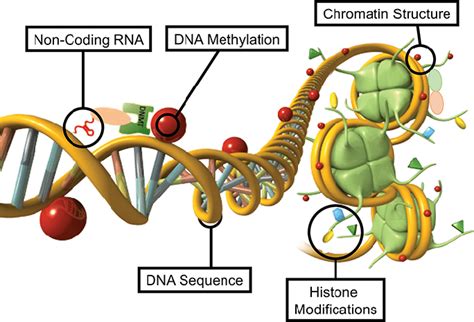 Representation Of The Primary Epigenetic Factors And Processes