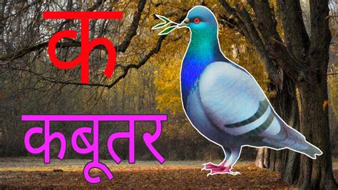Ka Se Kabutar Kabutar Ka Se Kabutar Kha Se Khargosh Kabutar Wala Hindi