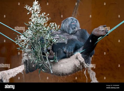 A Female Gorilla In Captivity Resting On A Hammock While Eating Leaves