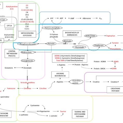 Metabolic Pathway Map Summarizing The Results The Colored Boxes