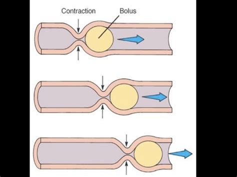 A P Ii Exam Digestive Flashcards Quizlet