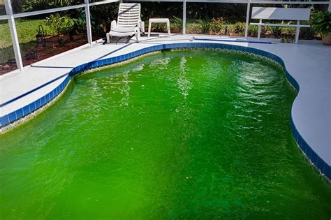 How To Remove Pool Algae Blog Medallion Energy