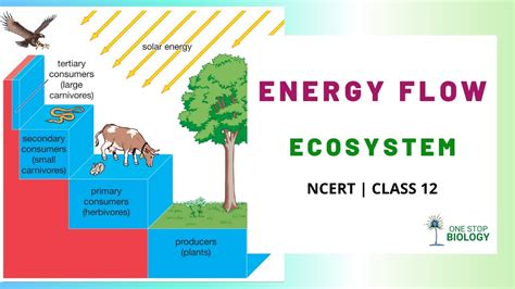 Energy Flow In An Ecosystem Short Notes