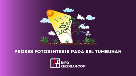 7 Proses Fotosintesis Pada Sel Tumbuhan Paling Lengkap
