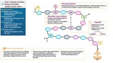 Biochemistry Fundamentals Modifications Of Amino Acid Residues 1 Ditki Medical And Biological