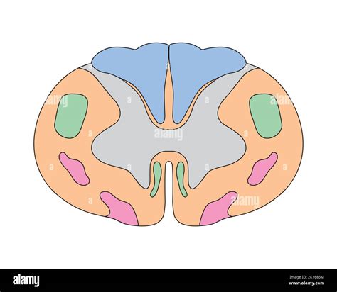 Scientific Designing Of Spinal Cord Anatomy Cervical Spinal Cord
