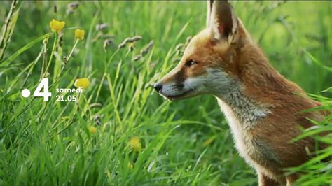 La vie secrète des animaux du village La grande récré des animaux