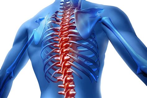 Raquis cervicodorsal Anatomía y biomecánica de la columna cervical
