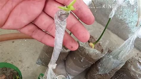 Mango Grafting How To Graft Mango Plant In Pakistan Urdu Hindi Mango