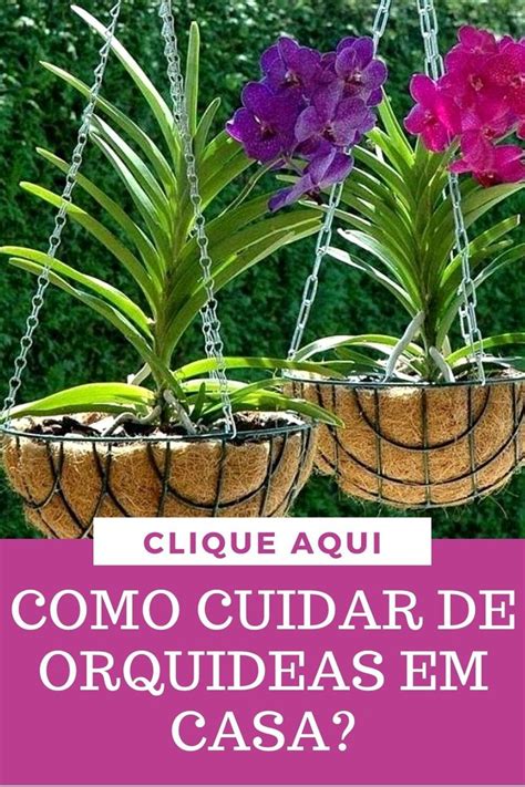 Como Cuidar De Orqu Deas Em Casa Fatores Principais Clique No Pin