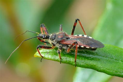 Reduviidae Assassin Bugs