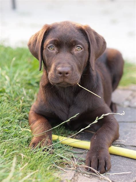 Pin On Labrador Brown