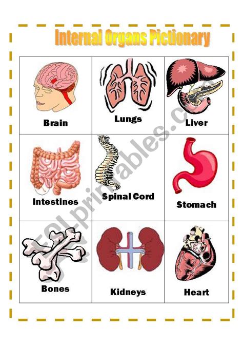 Internal Organs Pictionary ESL Worksheet By Ilona