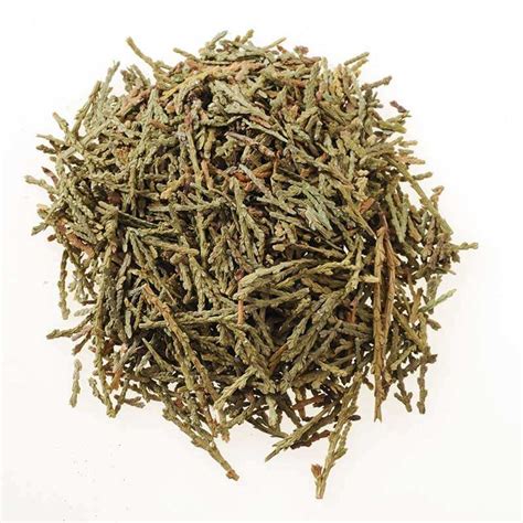 侧柏叶的功效与作用及禁忌 南京向阳苗圃场