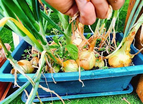 Cómo Cultivar Tus Cebollas Sin Semilla Y En Maceta
