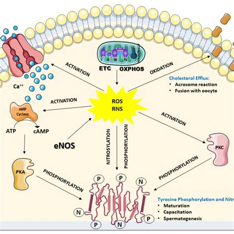 Schematic Representation Of The Involvement Of ROS And RNS To Ensure