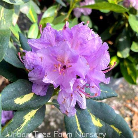 Rhododendron Gomer Waterer Urban Tree Farm Nursery