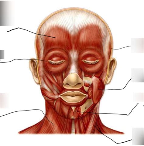 Anterior View Of Head Neck Muscles Diagram Quizlet