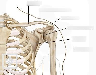 Label The Shoulder Joint Diagram Quizlet