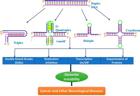 Frontiers Non Canonical Dna Structures Diversity And Disease Association