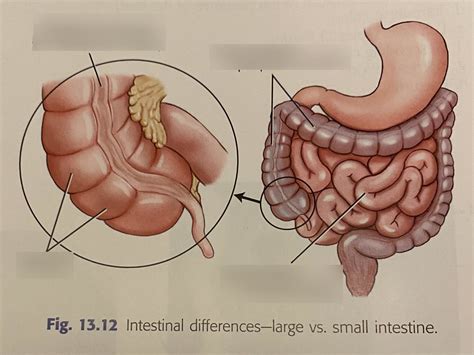 Large Vs Small Intestine Diagram Quizlet