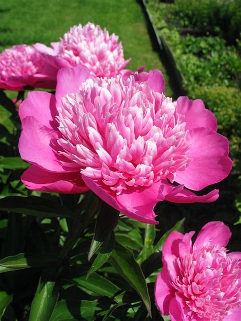 Pion Rosa Blomning Gratis Foto P Pixabay Pixabay