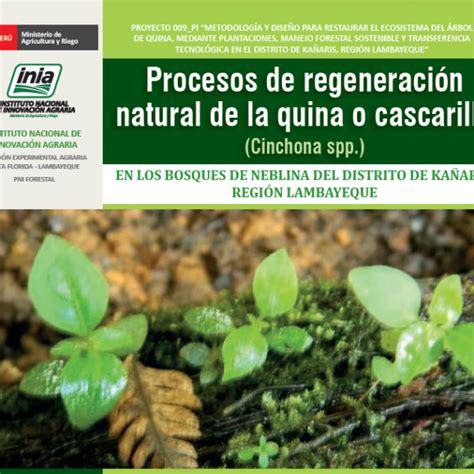 Procesos de regeneración natural de la quina o cascarilla Cinchona spp