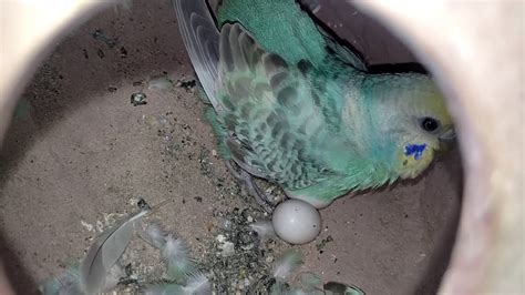 Budgies Breeding Tips In Hindi YouTube
