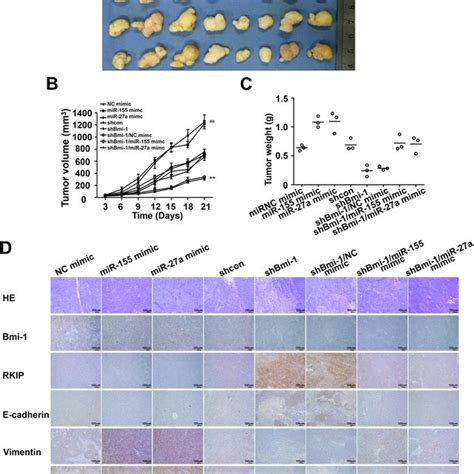 Bmi 1 Knockdown Inhibits Tumor Growth Via MiR 27a And MiR 155 In Vivo