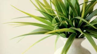 Cómo revivir una planta que se está muriendo trucos y consejos