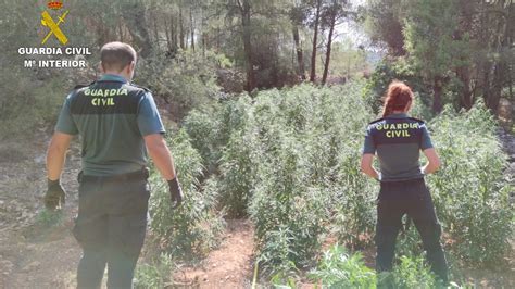 Sucesos La Guardia Civil desmantela una plantación de marihuana en