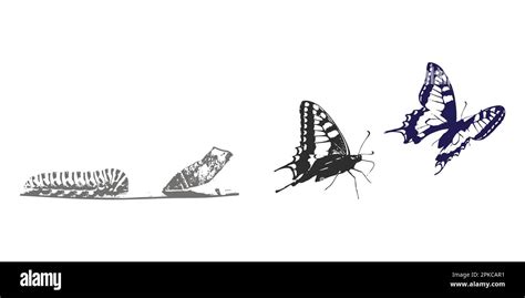 Vector Caterpillar Metamorphosis In Butterfly Stock Vector Image Art