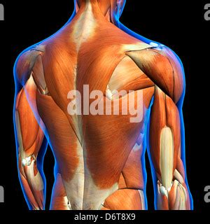 Anatomy Of Male Muscles In Upper Body Anterior View Stock Photo