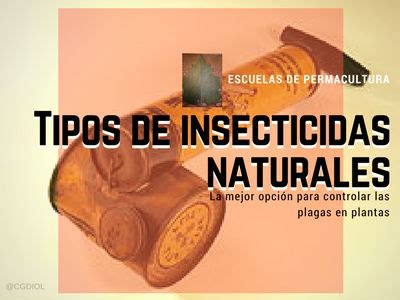 Tipos De Insecticidas Naturales