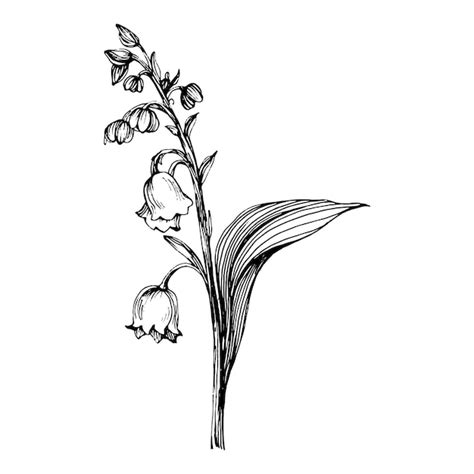 Maylily 꽃 로고 또는 문신을 손으로 그리는 은방울꽃 프리미엄 벡터