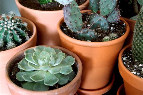 What S The Difference Between Cacti And Succulents