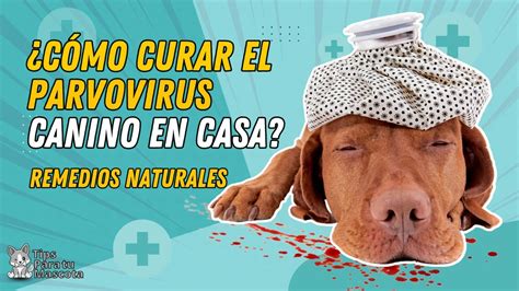 REMEDIOS CASEROS PARA EL PARVOVIRUS CANINO YouTube