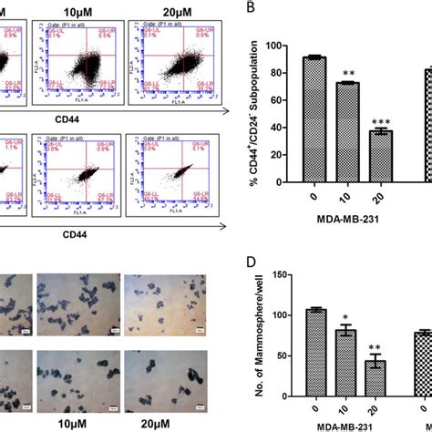 Apigenin Disrupted Yap Taz And Tead Interaction In Tnbc Cells A B