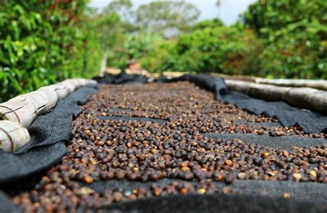 Hazte un Experto en Café Los procesos de secado Una Pausa Agradable