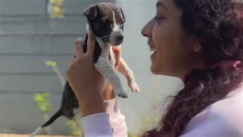 Vede Un Cucciolo Di Cane Grosso Come Un Topo Che Piange Chiamando La