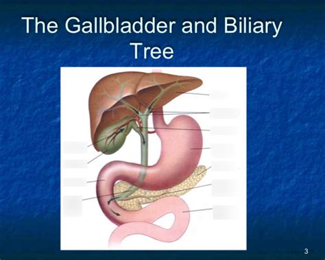 Surgical Diseases Of The Biliary Tree Diagram Quizlet
