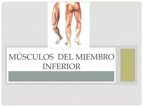 PPT MÚSCULOS DEL MIEMBRO INFERIOR PowerPoint Presentation free