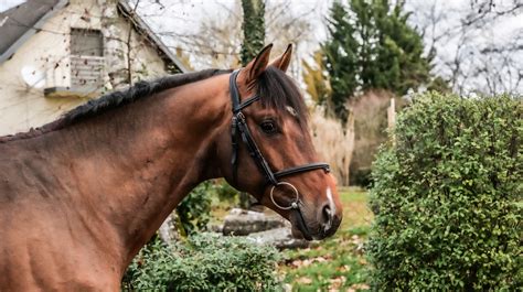 Charly Grey Bel Z Béligneux le haras
