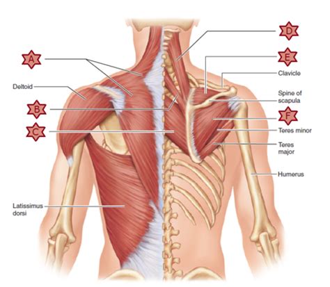 Ch Muscular System Lecture Flashcards Quizlet