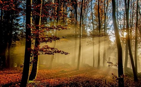 Mist Nature Forest Morning Trees Leaves Fall Sunlight