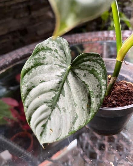 Philodendron Brandtianum Care And Growing Guide Plantcarefully
