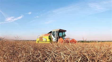 Żniwa czas start rzepak 2024 Claas dominator 48s John Deere 5055e
