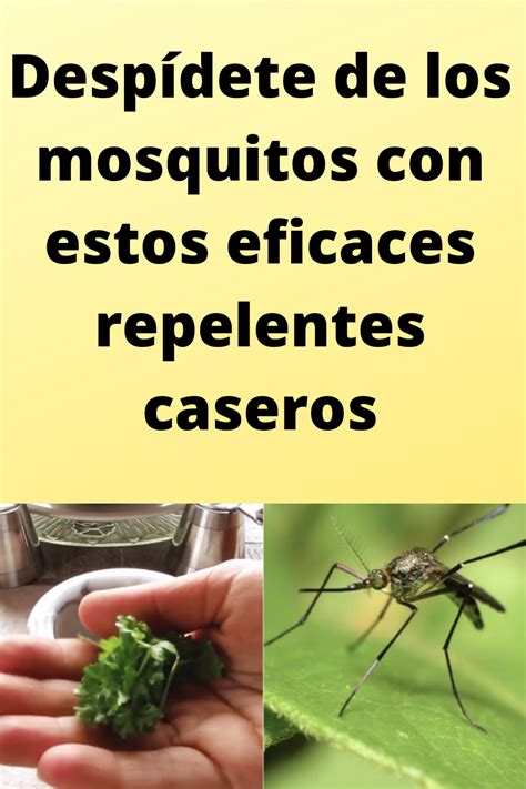 Despídete de los mosquitos con estos eficaces repelentes caseros en